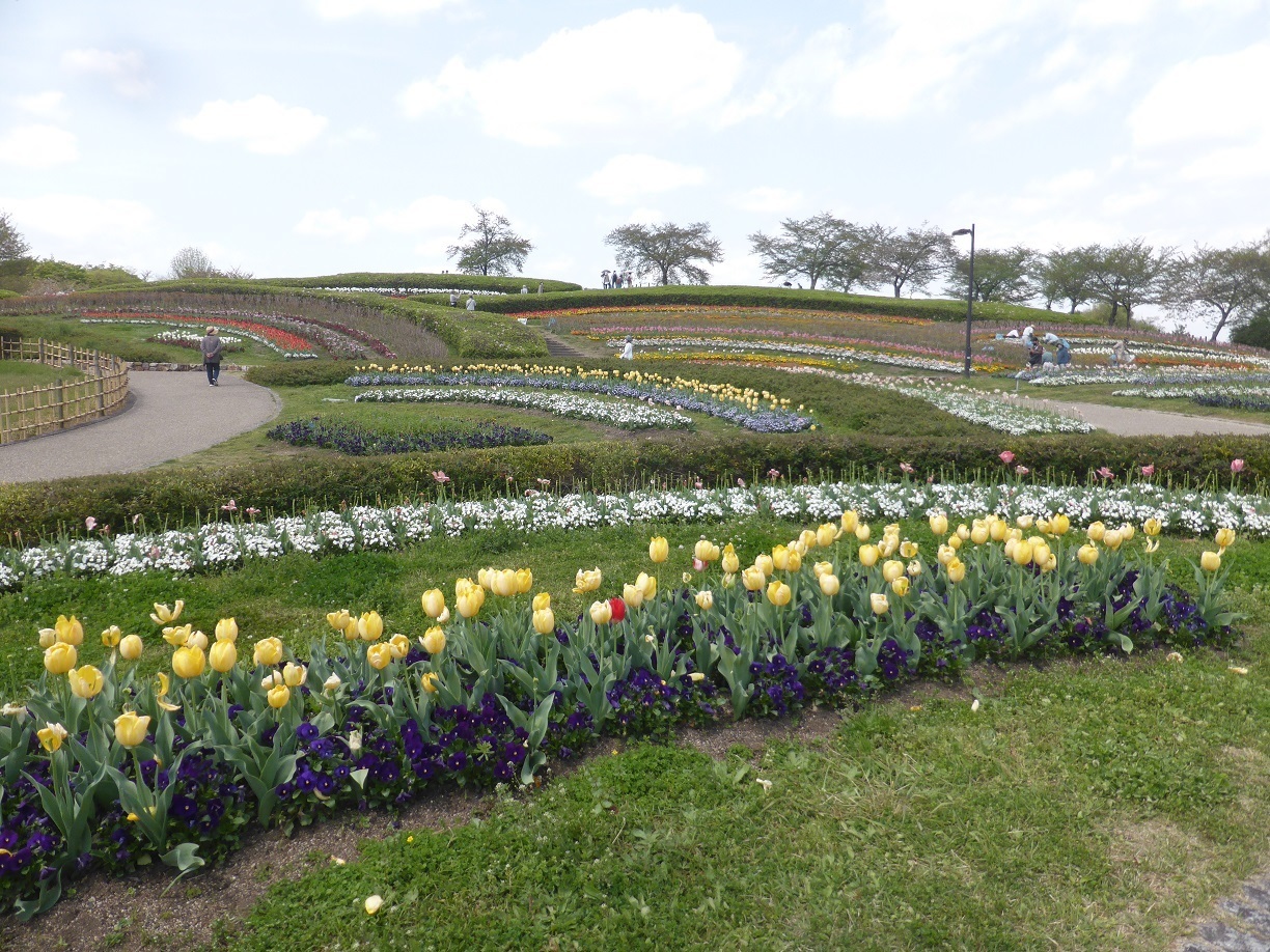 馬見丘陵公園（奈良県営）のチューリップ: Mr. Moonlightのつれづれ日記